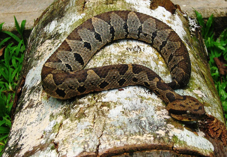 10 especies exóticas en Tabasco ¿Las conoces todas? - Somos Más