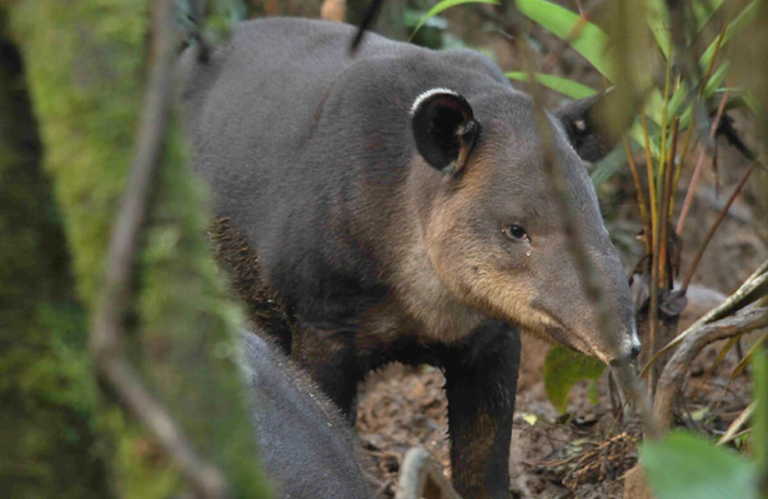 10 especies exóticas en Tabasco ¿Las conoces todas? - Somos Más