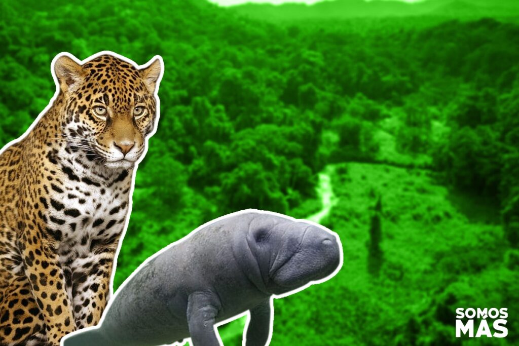 El mono aullador y otras especies en peligro de extinción en Tabasco ...